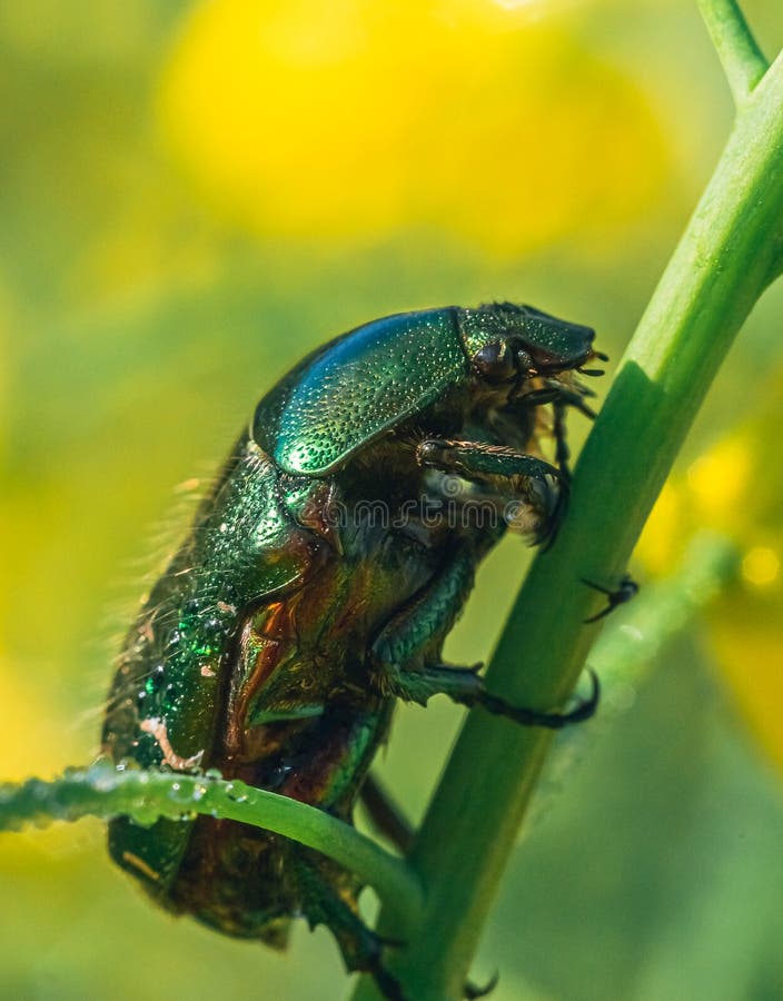 Summer insects stock photo. Image of closeup, macro - 234958450