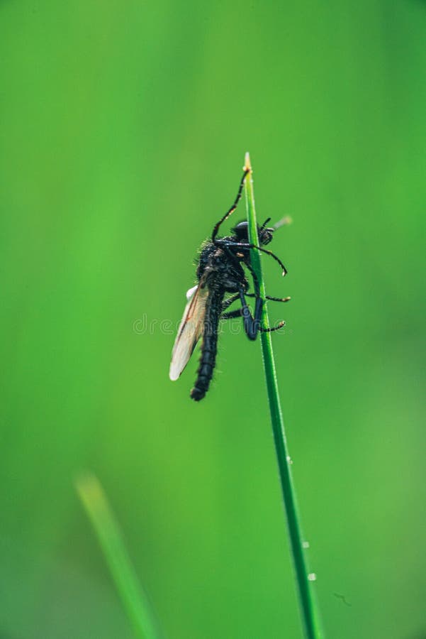 Summer insects stock image. Image of isolated, macro - 234958479