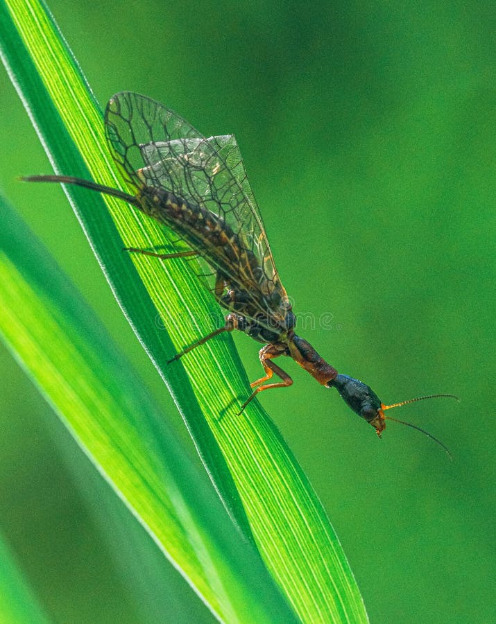Summer insects stock image. Image of spring, nature - 234958499