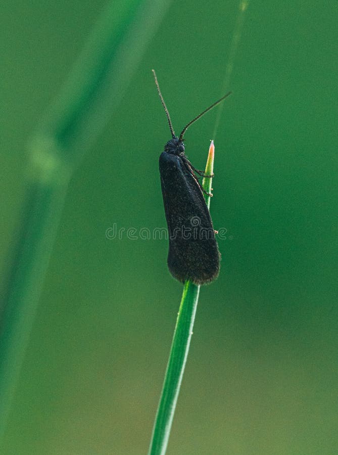Summer insects stock photo. Image of spider, isolated - 234958502
