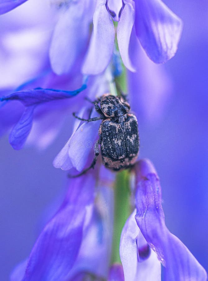 Summer insects stock photo. Image of nature, summer - 234958538