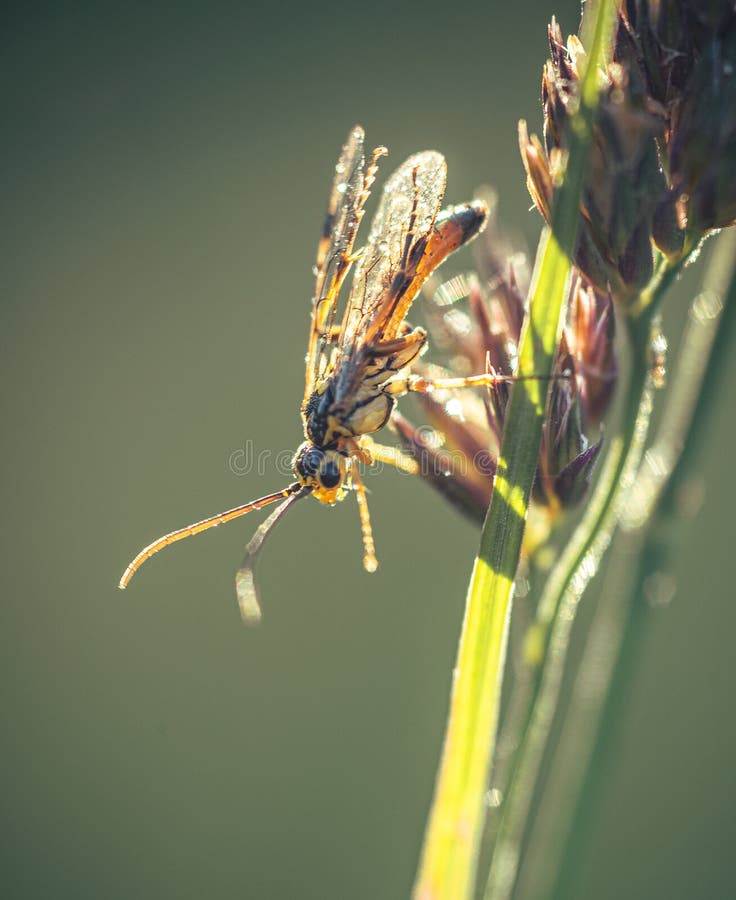 Summer insects stock photo. Image of isolated, closeup - 234958580