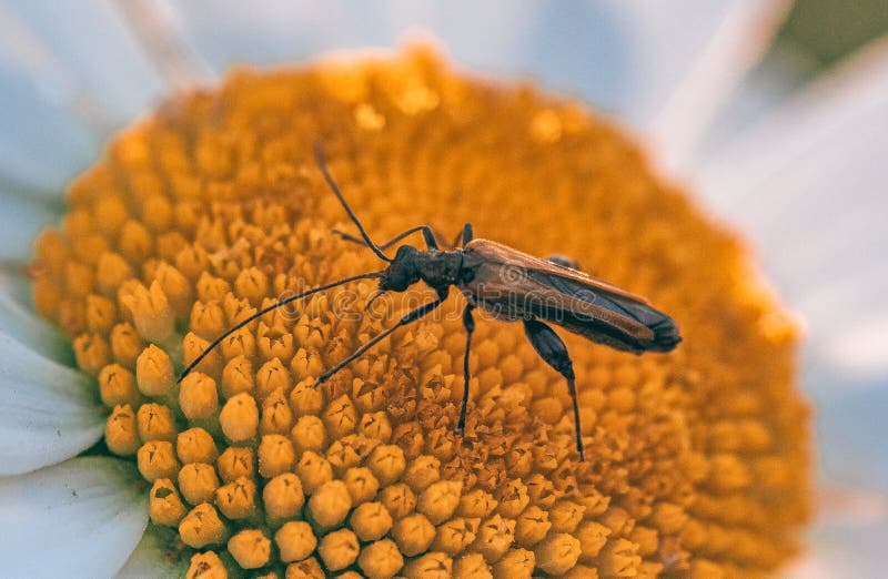 Summer insects stock photo. Image of spring, closeup - 234958696