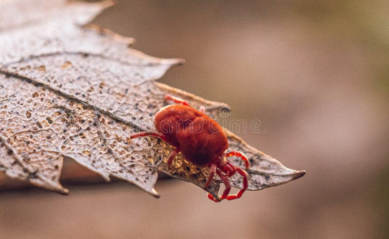 Summer insects stock photo. Image of nature, butterfly - 234958702