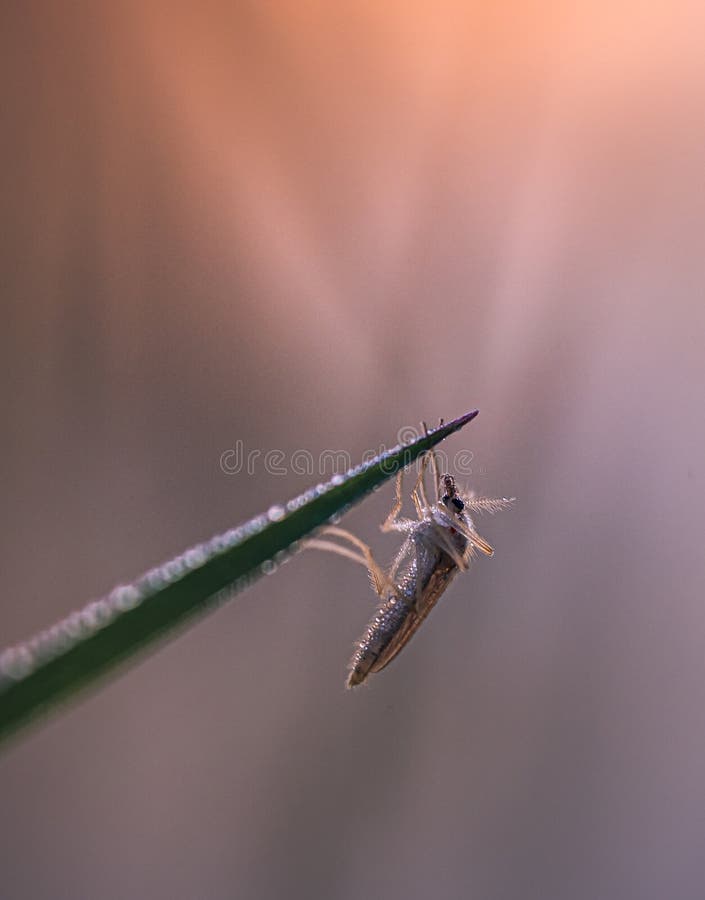 Summer insects stock photo. Image of isolated, butterfly - 265356792