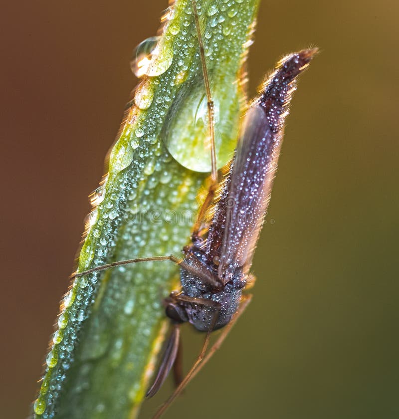Summer insects stock image. Image of spider, isolated - 265356803