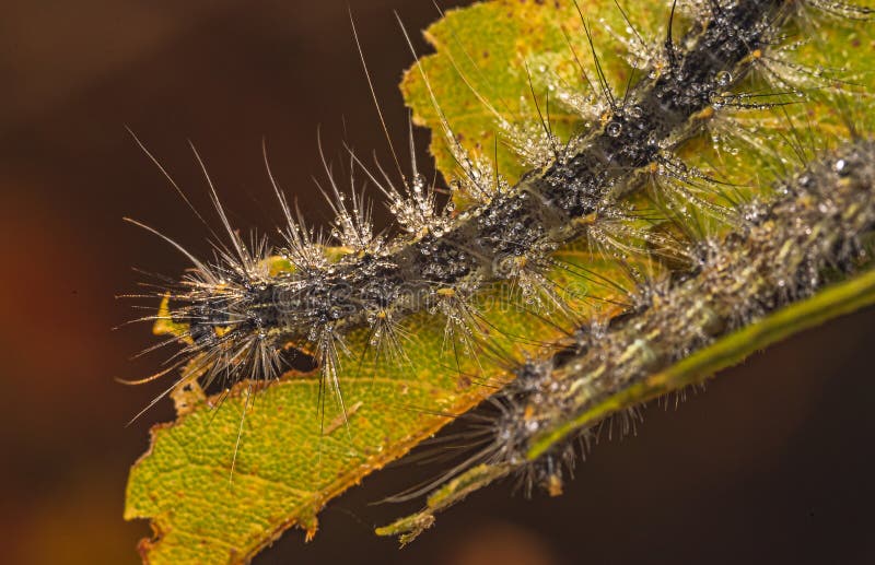 Summer insects stock photo. Image of macro, butterfly - 265356926
