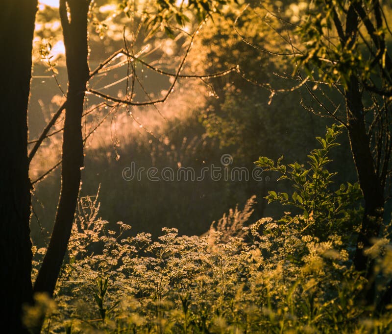 Magic sunrise stock photo. Image of river, dawn, lake - 99575638