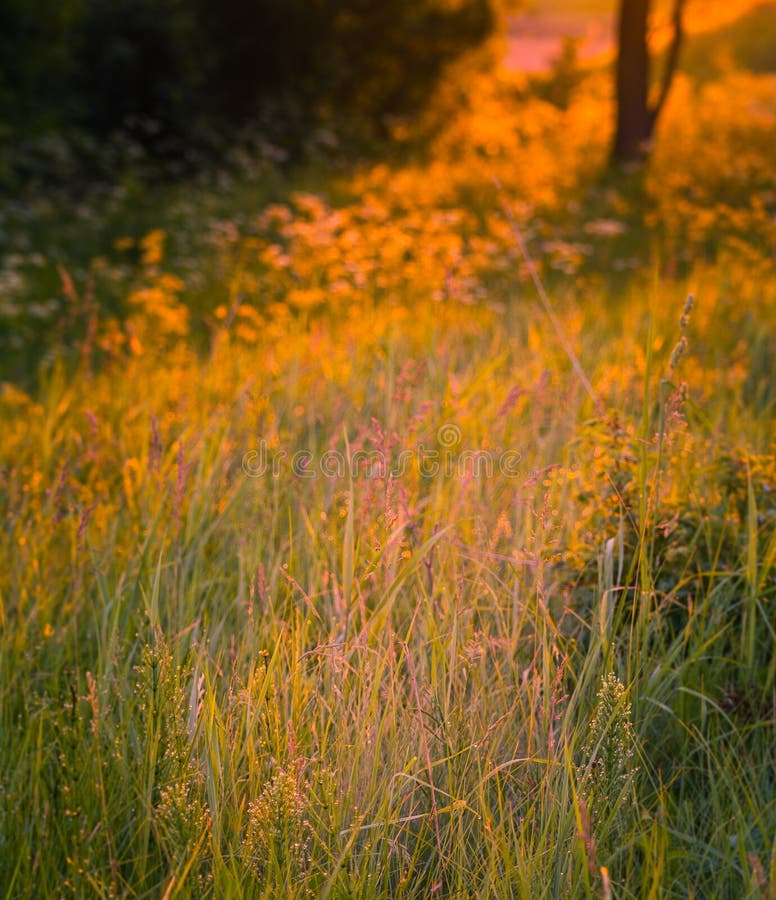 Magic sunrise stock photo. Image of meadow, morning, nature - 99575644