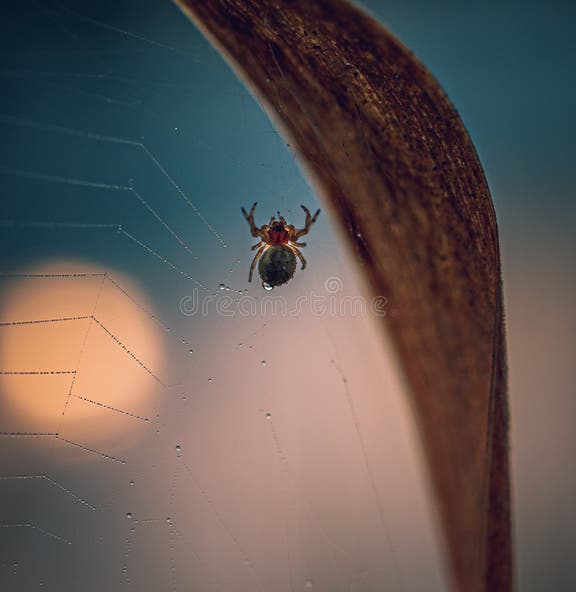 Spider stock photo. Image of spring, insect, macro, arthropod - 194328948