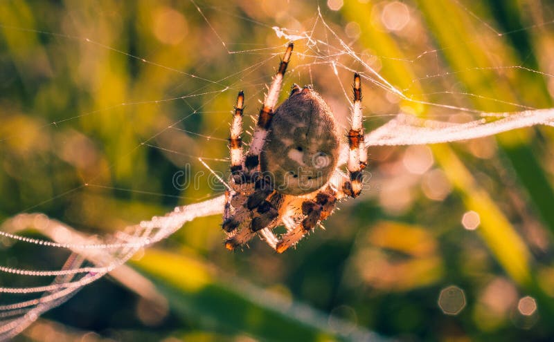 Spider stock photo. Image of macro, closeup, nature - 154355790