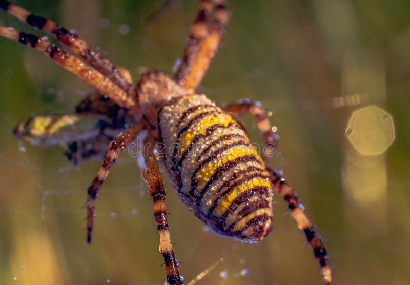 Spider stock photo. Image of nature, arthropod, spring - 154355926
