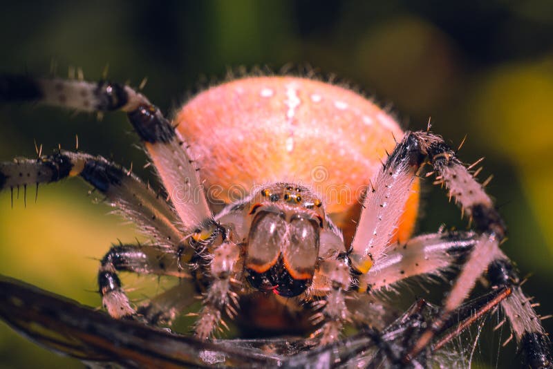 Spider stock photo. Image of brown, spring, yellow, insect - 154356010