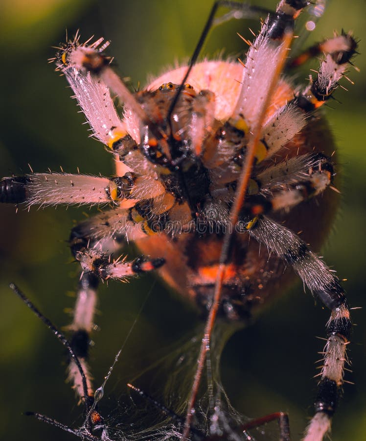 Spider stock image. Image of nature, brown, spider, closeup - 154356027