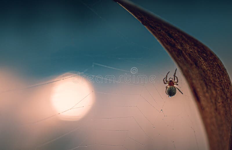 Spider stock photo. Image of insect, animal, spider - 194328946