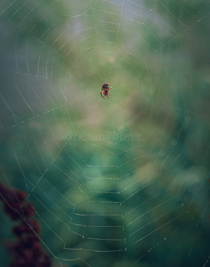 Spider stock photo. Image of orange, spider, nature - 194329230
