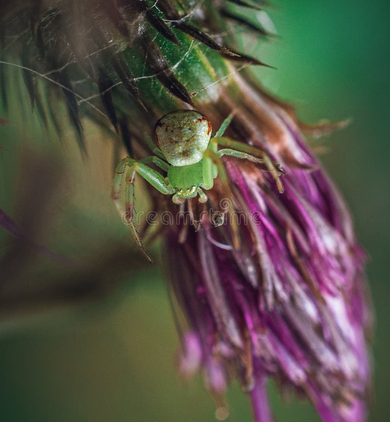 Spider stock image. Image of arthropod, insect, closeup - 194329277