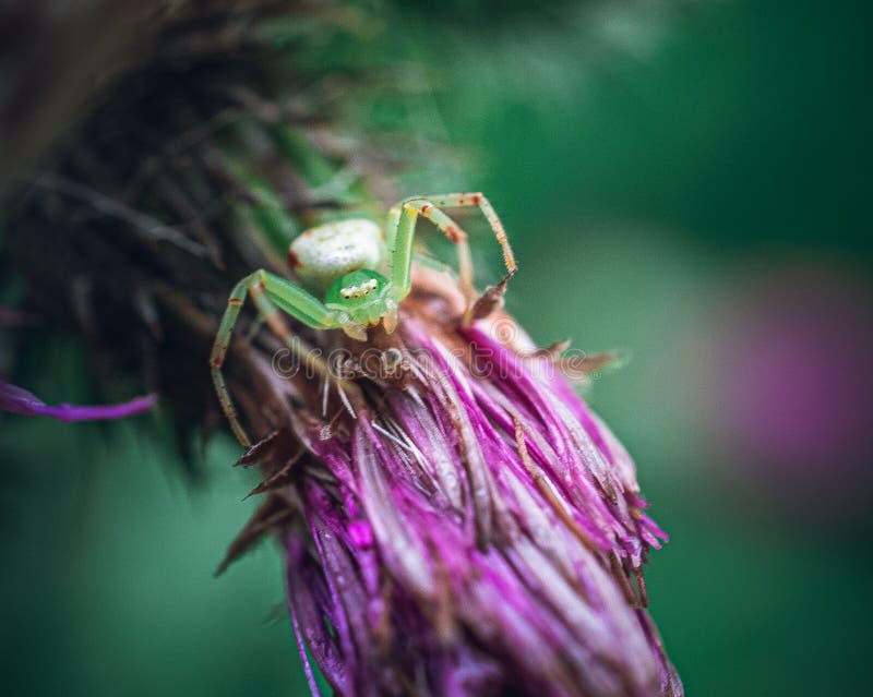 Spider stock image. Image of macro, nature, animal, brown - 194329295