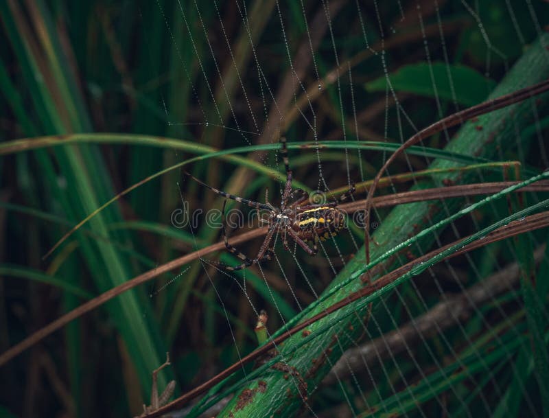 Spider stock image. Image of isolated, brown, spring - 194329327