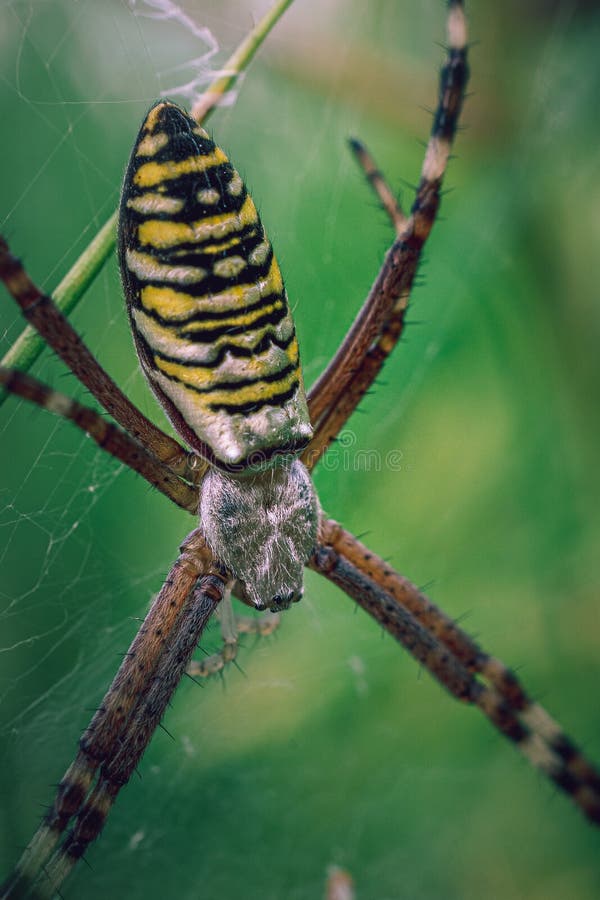 Spider stock photo. Image of arthropod, nature, macro - 194330170
