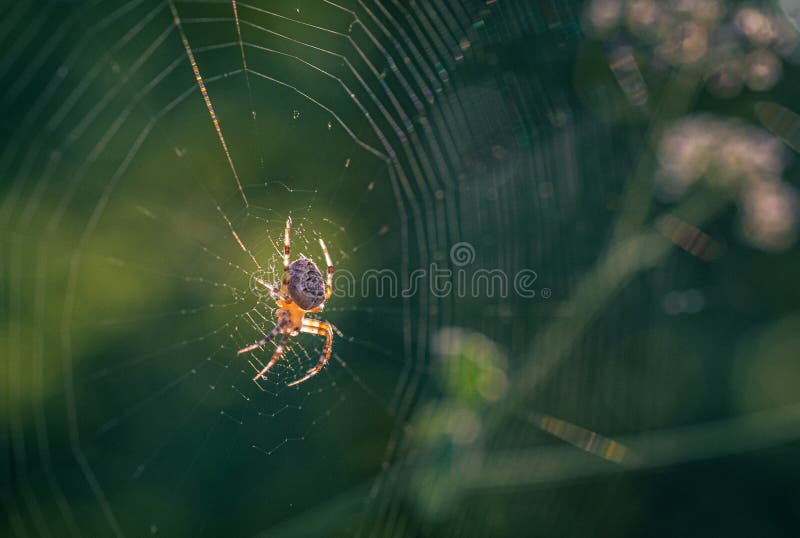 Spider stock photo. Image of nature, brown, spring, arthropod - 194331410
