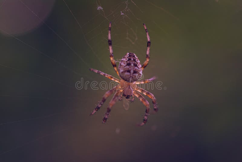 Spider stock photo. Image of animal, closeup, spider - 194331498