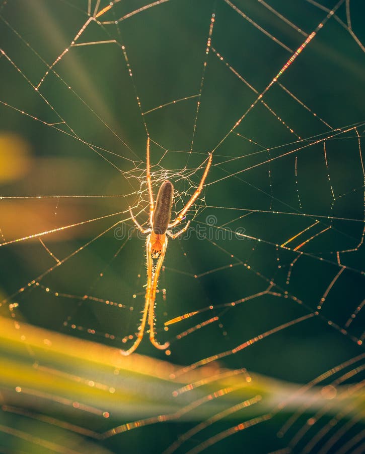 Spider stock photo. Image of arthropod, spring, closeup - 194331562