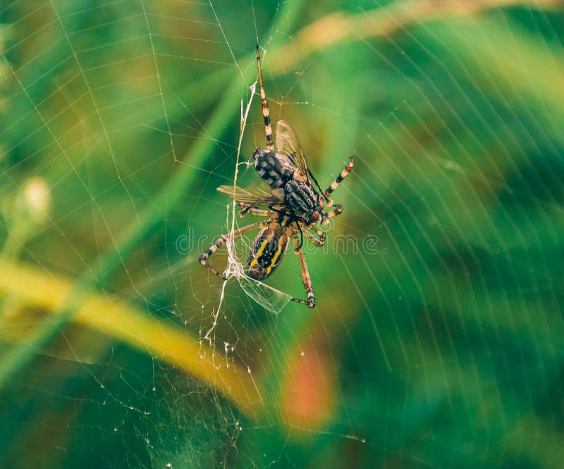 Spider stock image. Image of orange, spring, yellow - 194331579