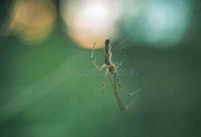 Spider stock image. Image of insect, isolated, brown - 205878123