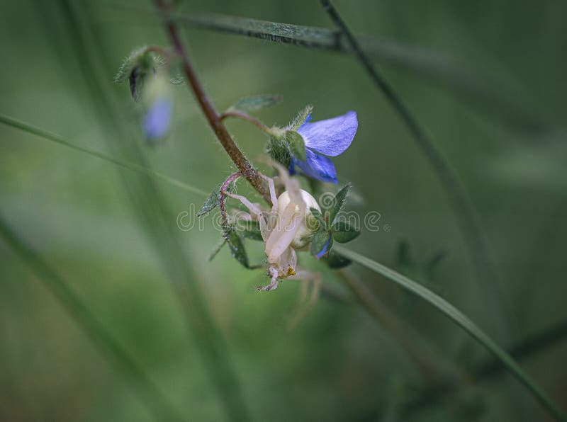 Spider stock photo. Image of spider, isolated, insect - 205885392