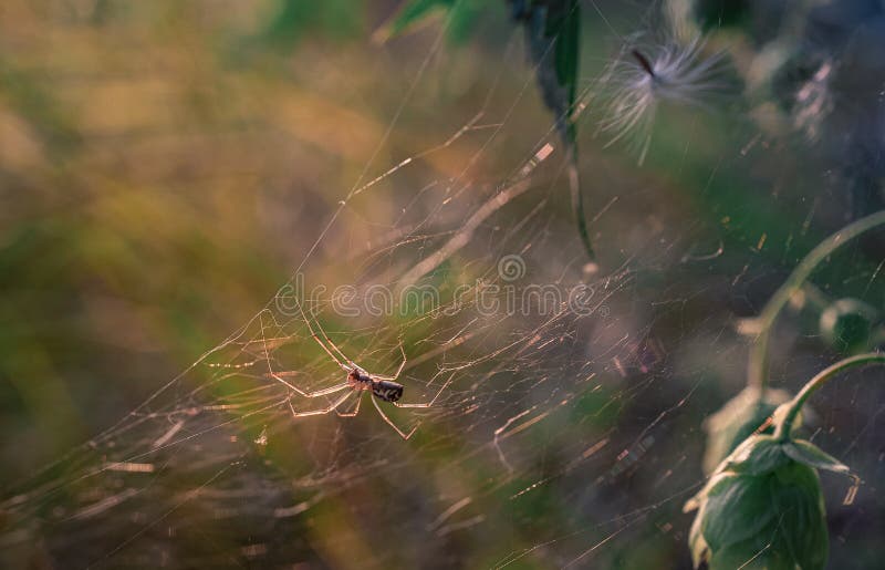 Spider stock photo. Image of arthropod, animal, insect - 220576110