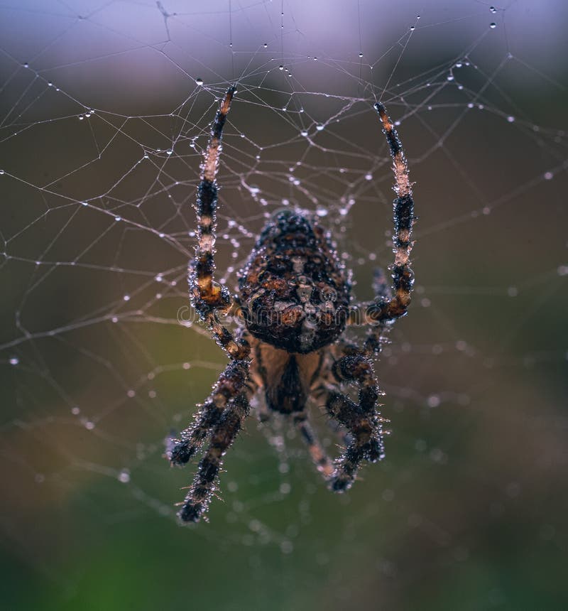 Spider stock photo. Image of yellow, spider, spring - 220576290