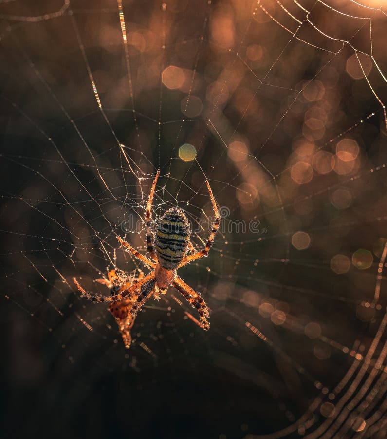 Spider stock image. Image of nature, arthropod, orange - 220576561