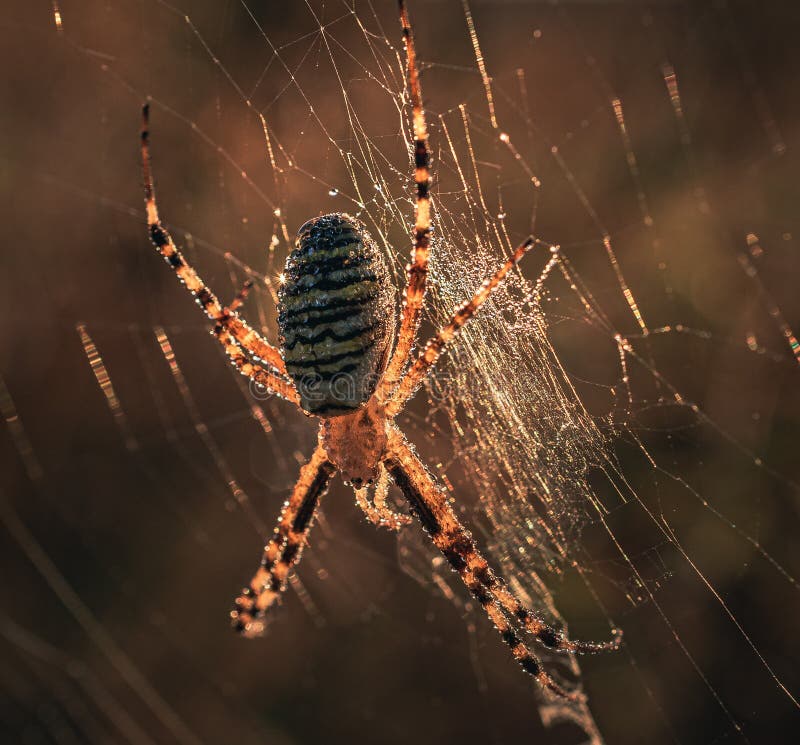 Spider stock photo. Image of nature, macro, orange, animal - 220576590