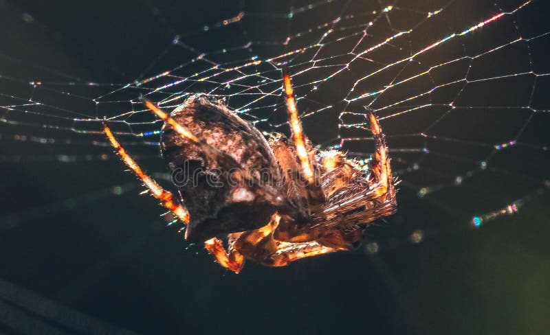 Spider stock image. Image of brown, spring, yellow, isolated - 234958307