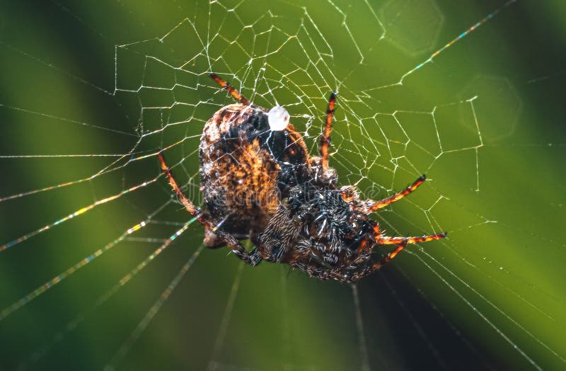 Spider stock image. Image of insect, closeup, spider - 234958311