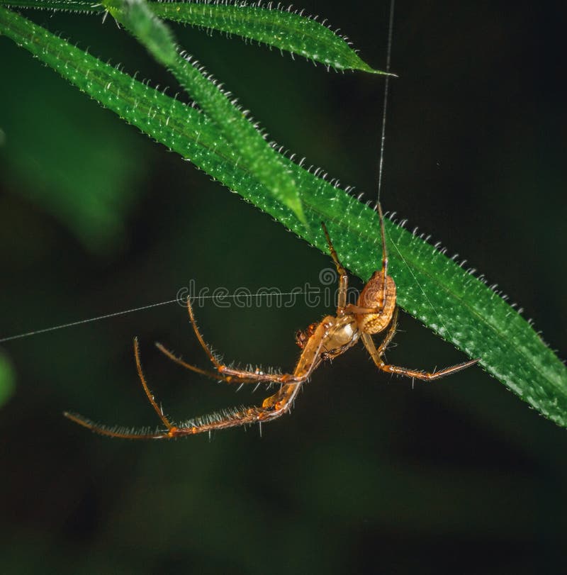 Spider stock photo. Image of spring, closeup, orange - 234958398