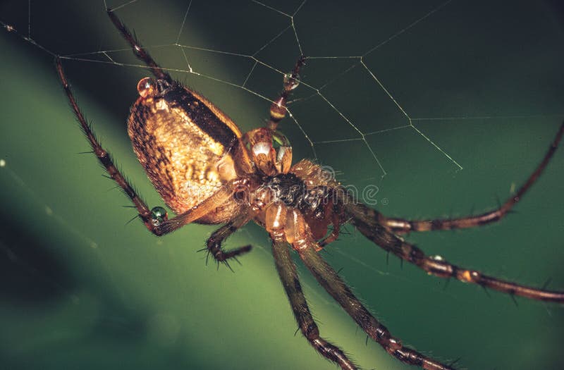 Spider stock image. Image of macro, arthropod, animal - 265356281