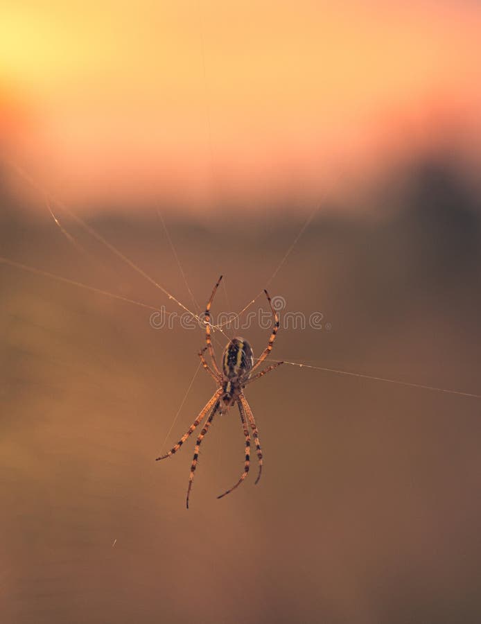 Spider stock photo. Image of closeup, arthropod, nature - 265356358