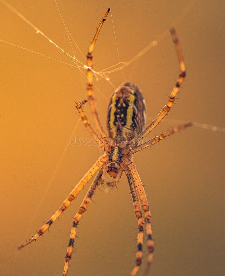 Spider stock image. Image of isolated, spider, animal - 265356373