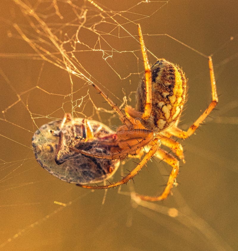 Spider stock image. Image of macro, arthropod, yellow - 265356483