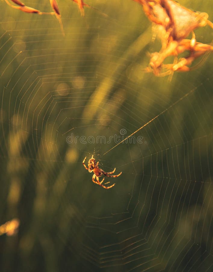 Spider stock image. Image of yellow, closeup, spring - 265357143