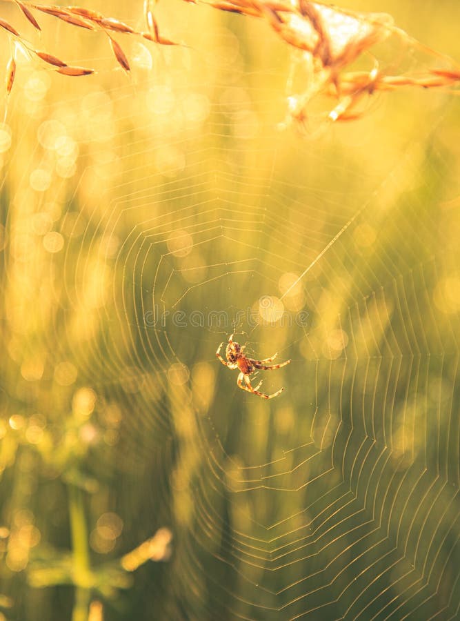 Spider stock image. Image of orange, insect, yellow - 265357149
