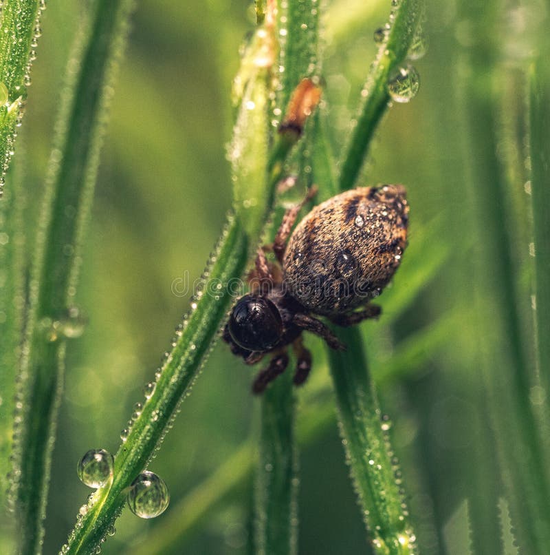 Spider stock image. Image of macro, spider, closeup - 265357273
