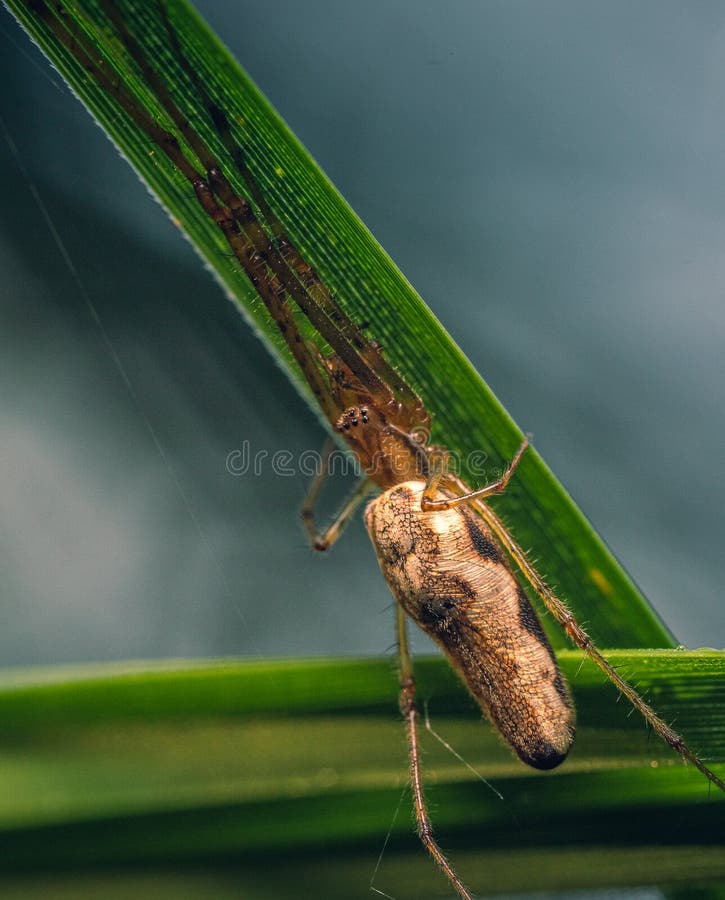 Spider stock image. Image of isolated, macro, orange - 265357293