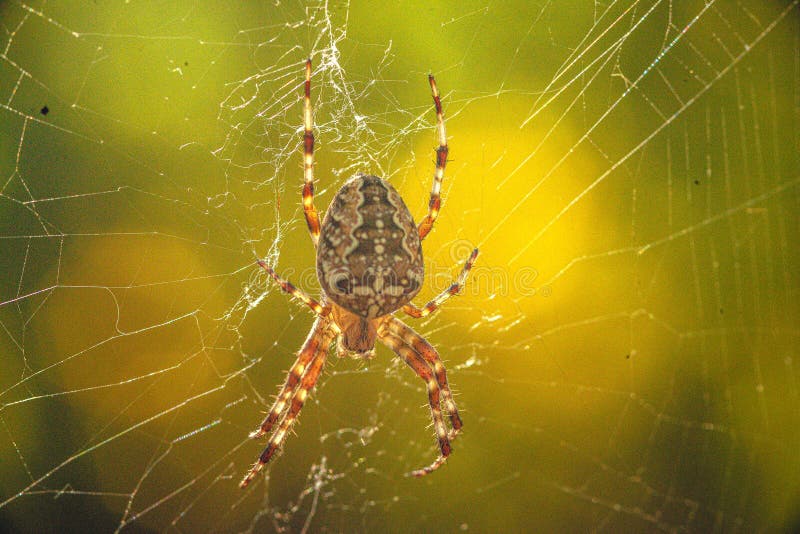 Spider stock photo. Image of spring, yellow, closeup - 357265294