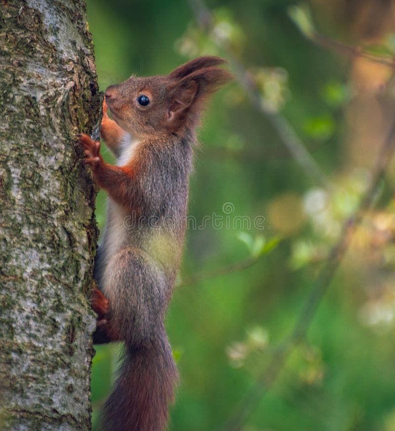 Squirell stock image. Image of animal, mammal, morning - 172498777
