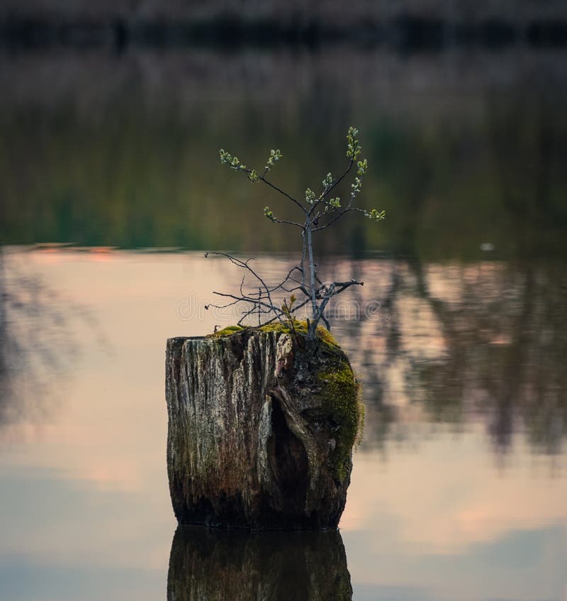 Stump in water stock image. Image of pond, lake, mist - 99575969
