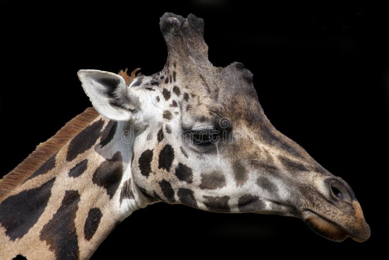 Crying Giraffe Stock Photos - Free & Royalty-Free Stock Photos from ...