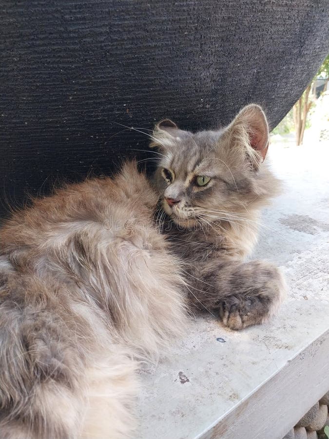 Just random cat stock image. Image of trend, grey, cute - 289525381